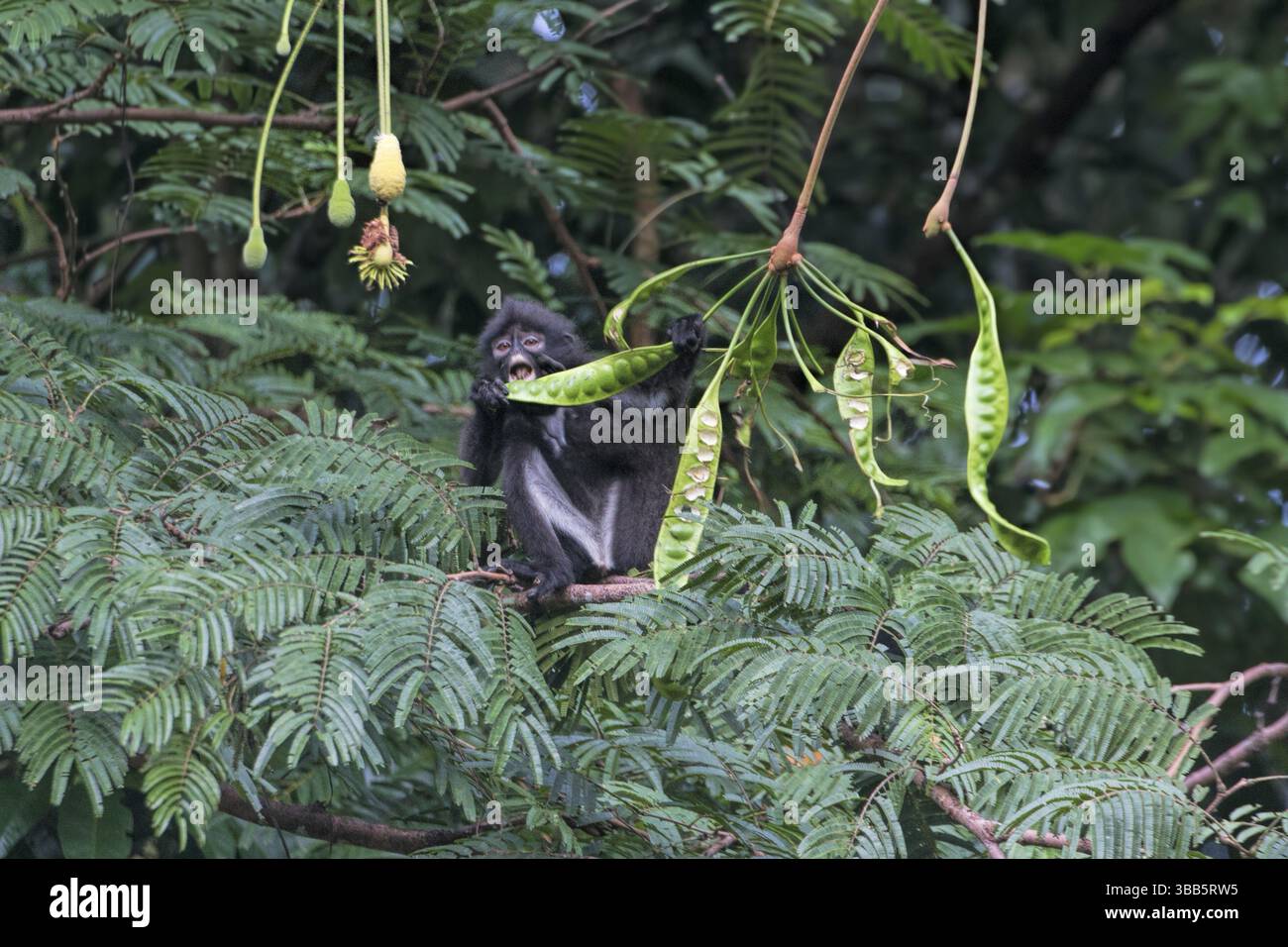 Presbytis robinsoni hi-res stock photography and images - Alamy