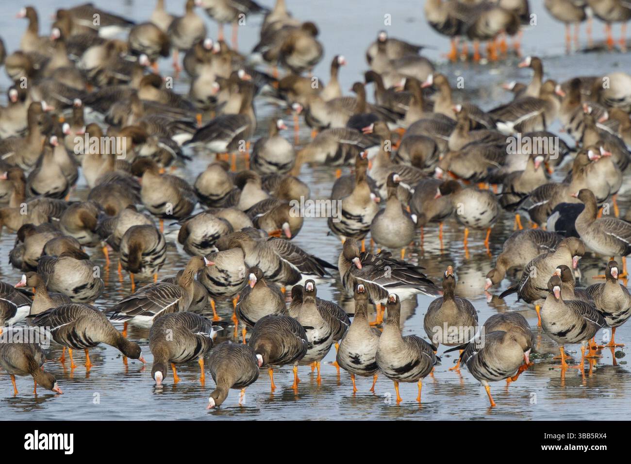 Greater White-fronted Goose (Anser albifrons) huge flock resting in ...