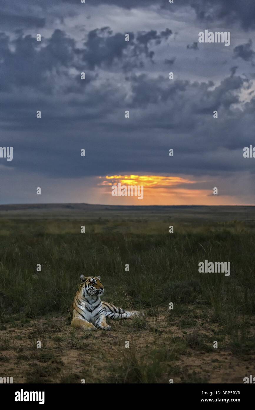 Bengal Tiger (Panthera tigris) adult in evening light, captive ...