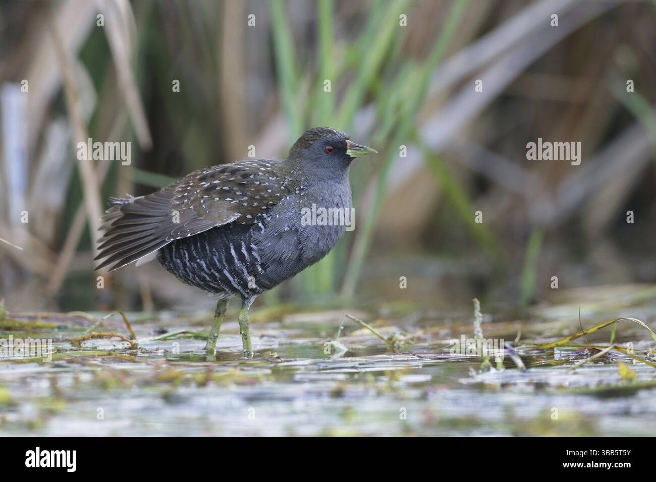 Australian Crake (Porzana fluminea) foraging, Victoria, Australia ...