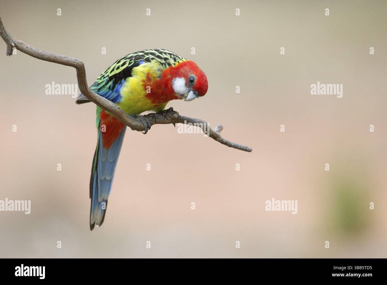 Eastern Rosella (Platycercus eximius) female, Victoria, Australia ...