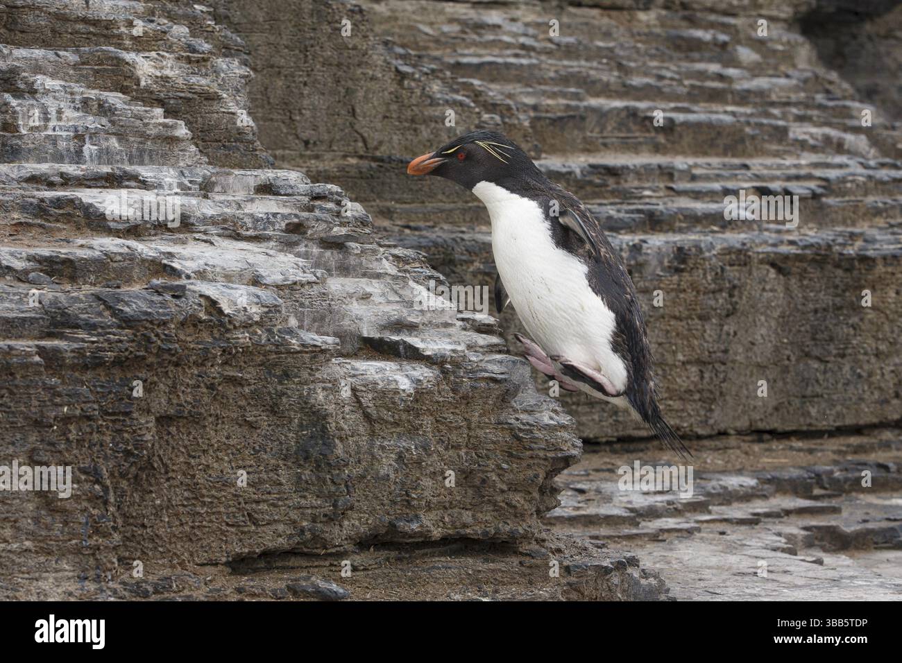Southern Rockhopper Penguin (Eudyptes chrysocome) hopping, Bleaker ...
