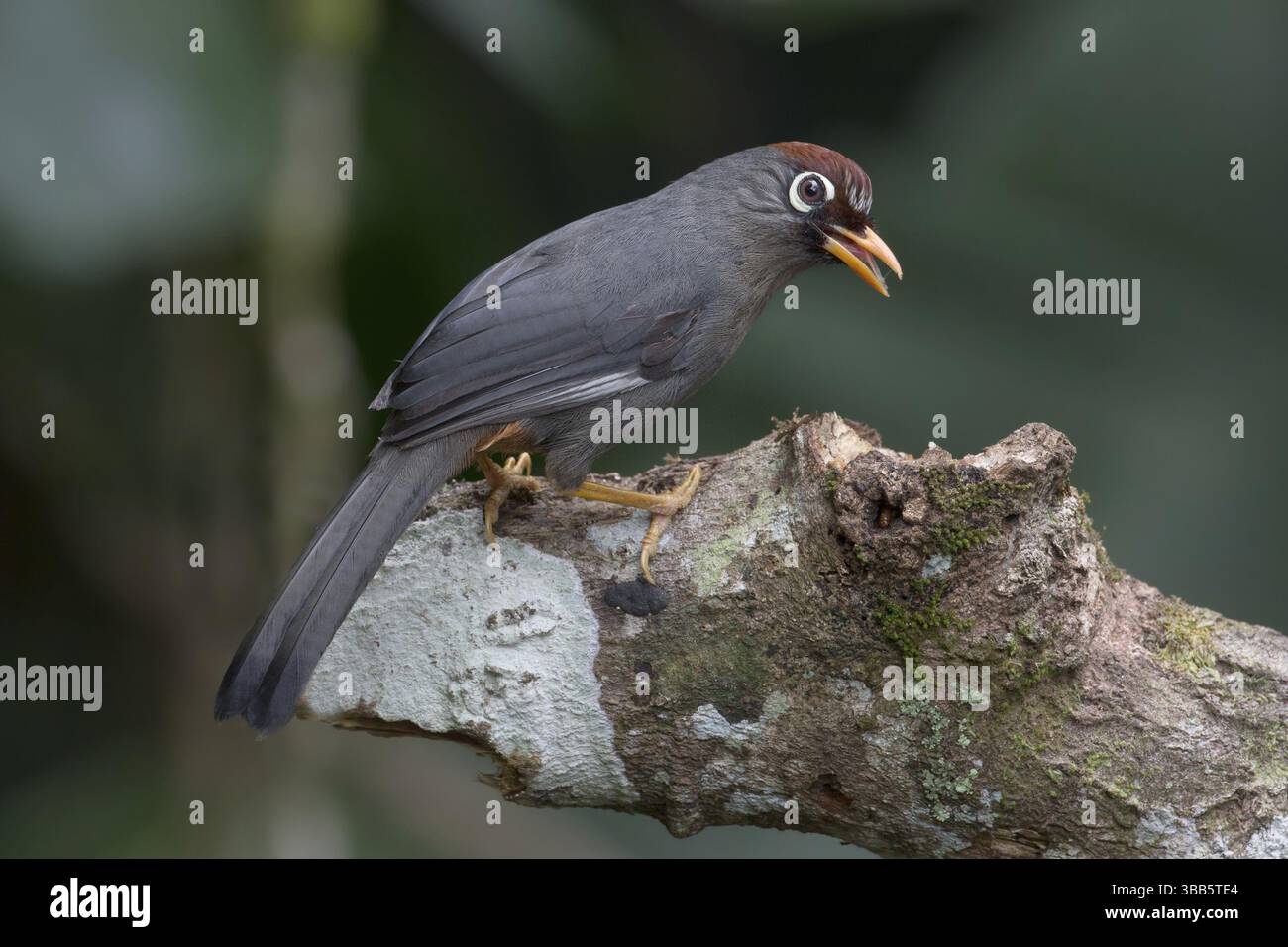 Chestnut-capped Laughingthrush (Garrulax mitratus), Selangor, Malaysia ...