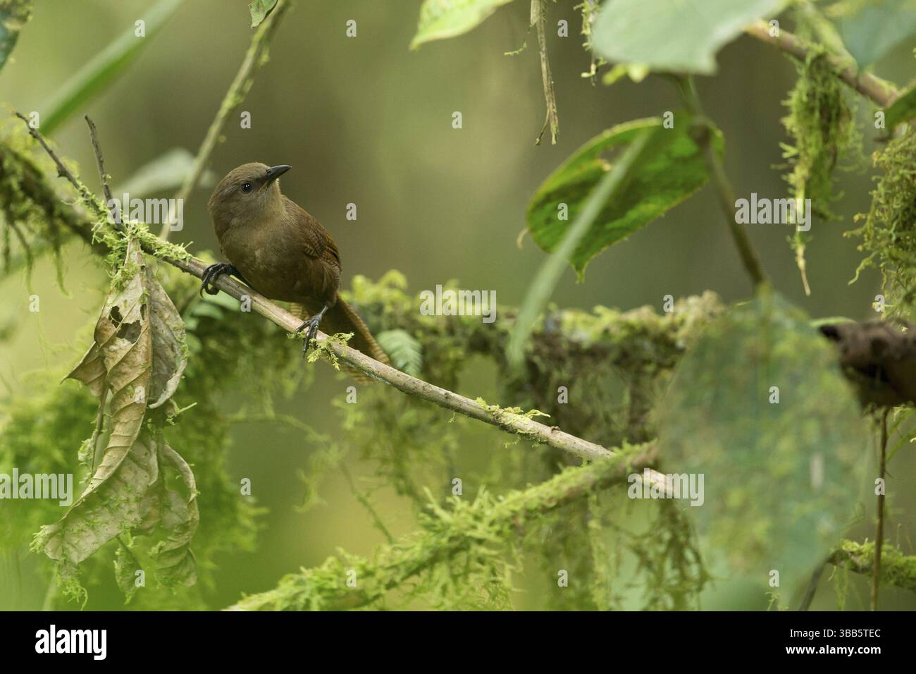 Cinnycerthia olivascens hi-res stock photography and images - Alamy