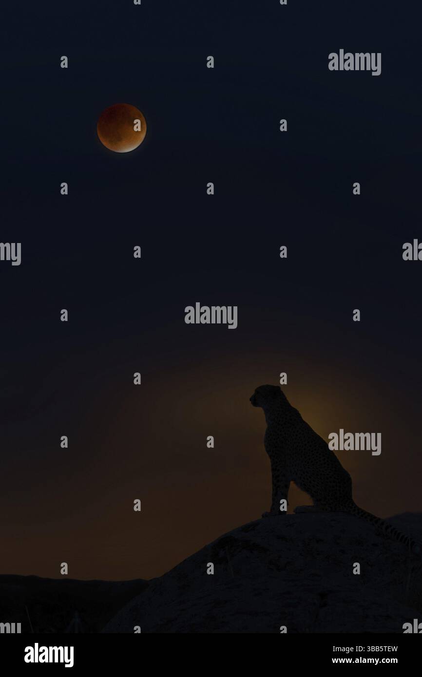 Cheetah (Acinonyx jubatus) adult silhouette at night under full moon ...