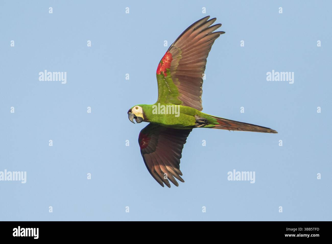 Chestnut-fronted Macaw (Ara severus) flying, Bolivia, South America ...