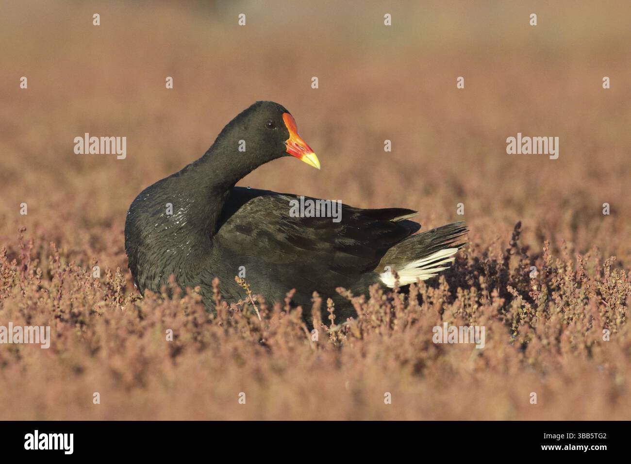 Dusky Moorhen (Gallinula tenebrosa), Victoria, Australia, Oceania Stock ...