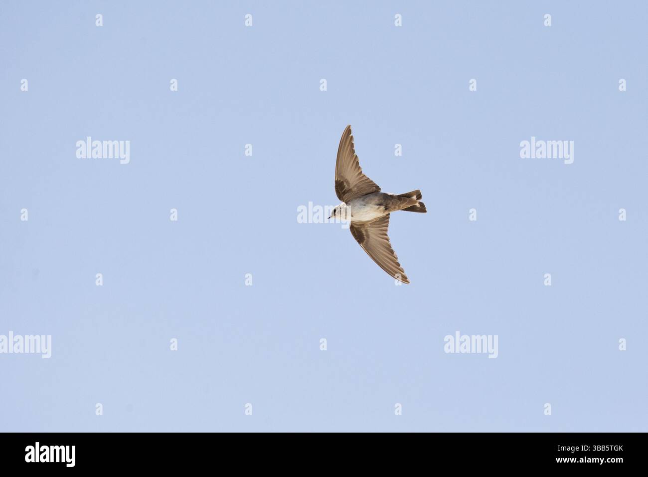 Pale Crag Martin (Ptyonoprogne obsoleta obsoleta) flying, Dhofar, Oman ...