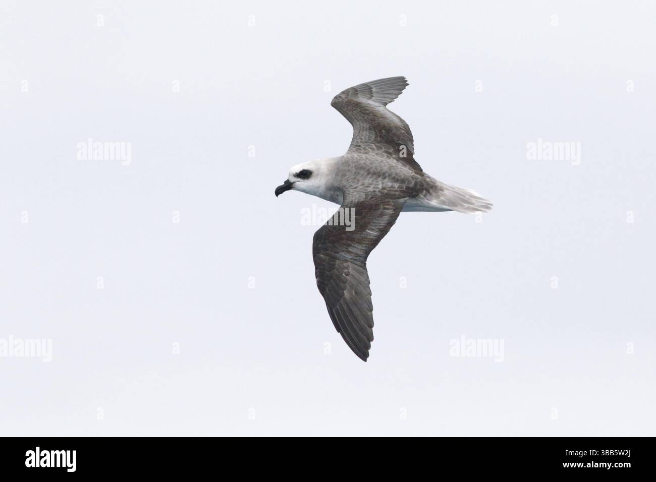 White-headed Petrel (Pterodroma lessonii) flying, Victoria, Australia ...
