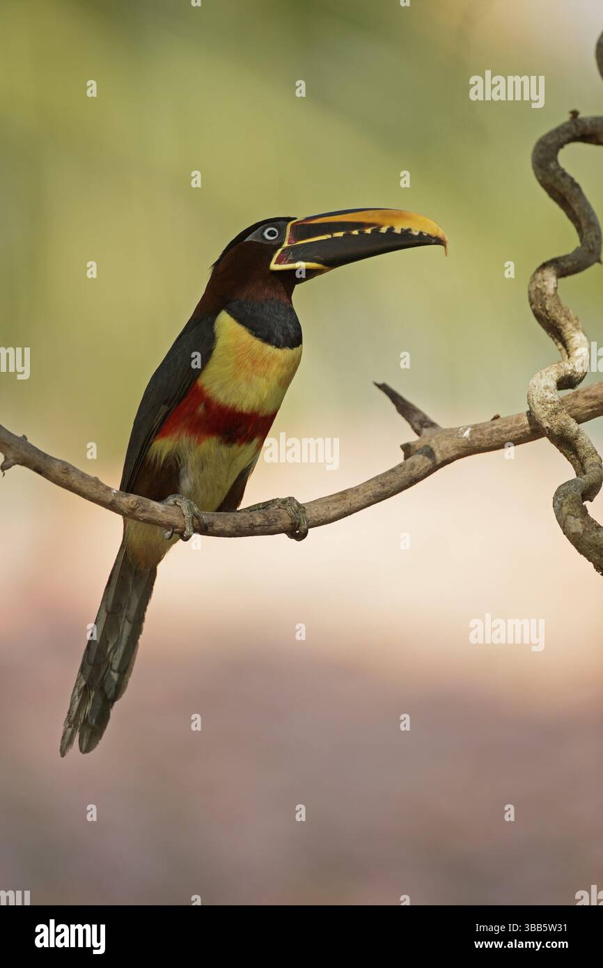Chestnut-eared Aracari (Pteroglossus castanotis), Pantanal, Brazil ...