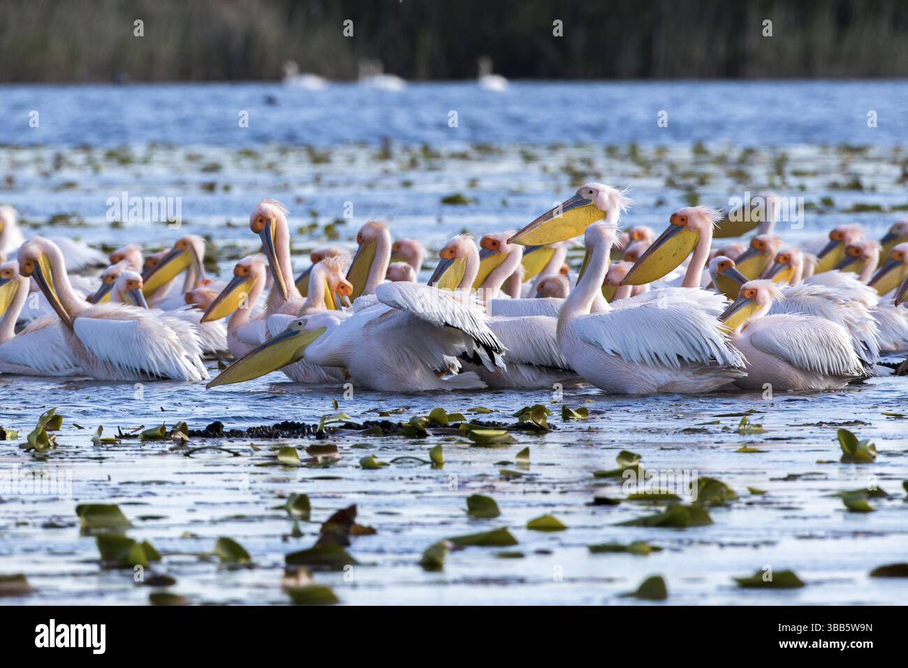 Great White Pelican (Pelecanus onocrotalus) group, Romania, Europe ...