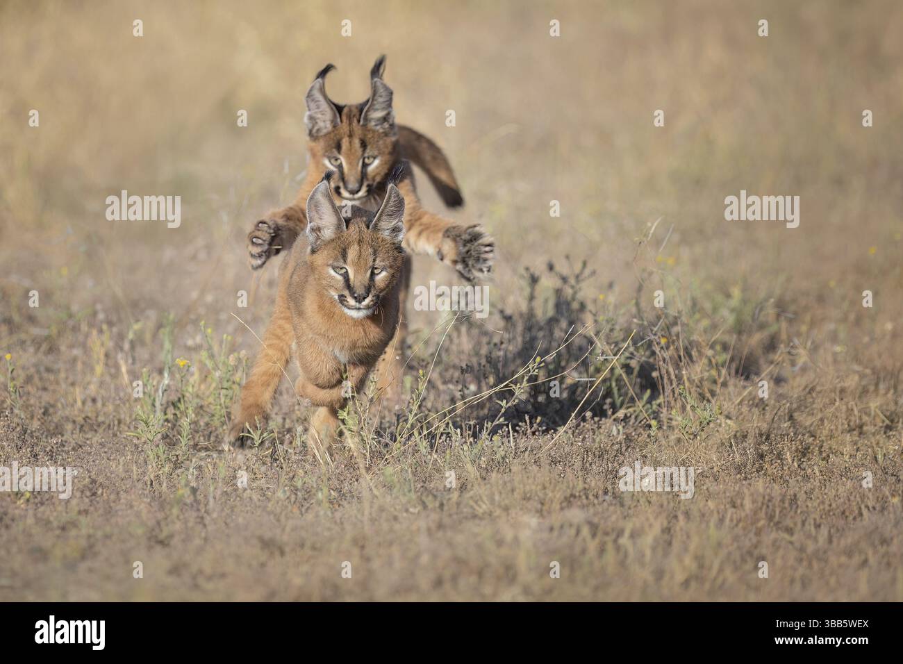 Caracal (Caracal caracal) two cubs jumping and playing, Castile-La ...