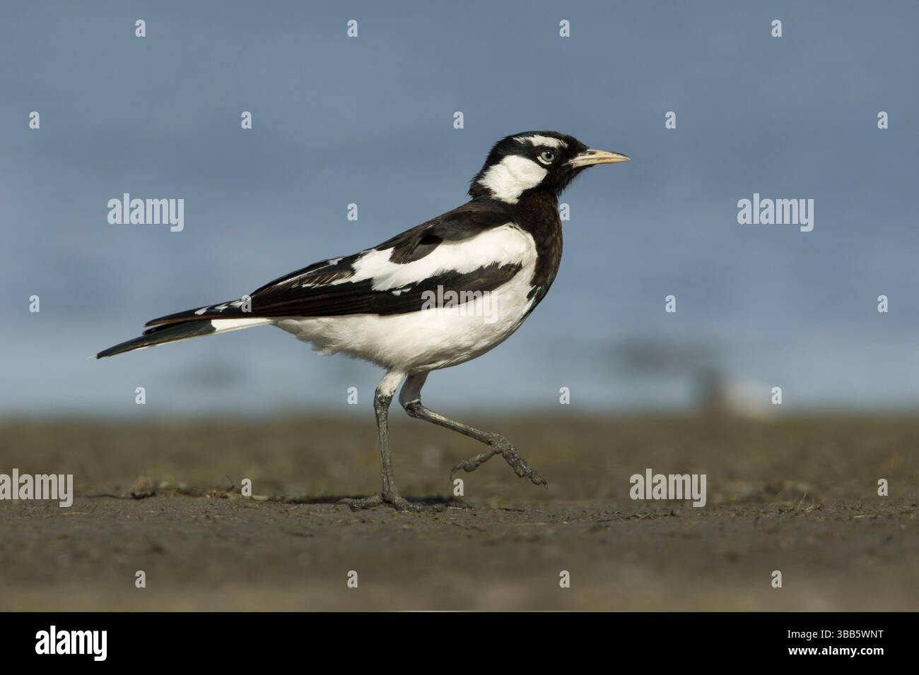 Magpie-Lark (Grallina cyanoleuca) male, Victoria, Australia, Oceania ...