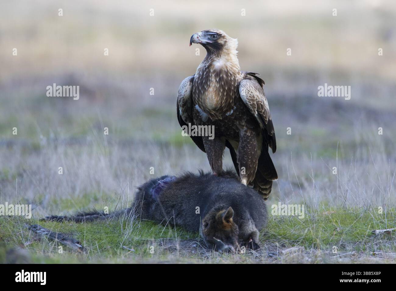 Wedge-tailed Eagle (Aquila audax) juvenile on the carcass of a Swamp ...