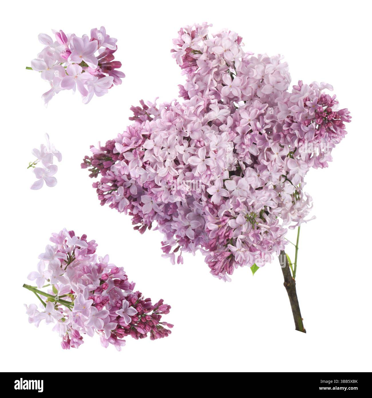 Lilac branches with fragrant flowers isolated on white, set Stock Photo ...