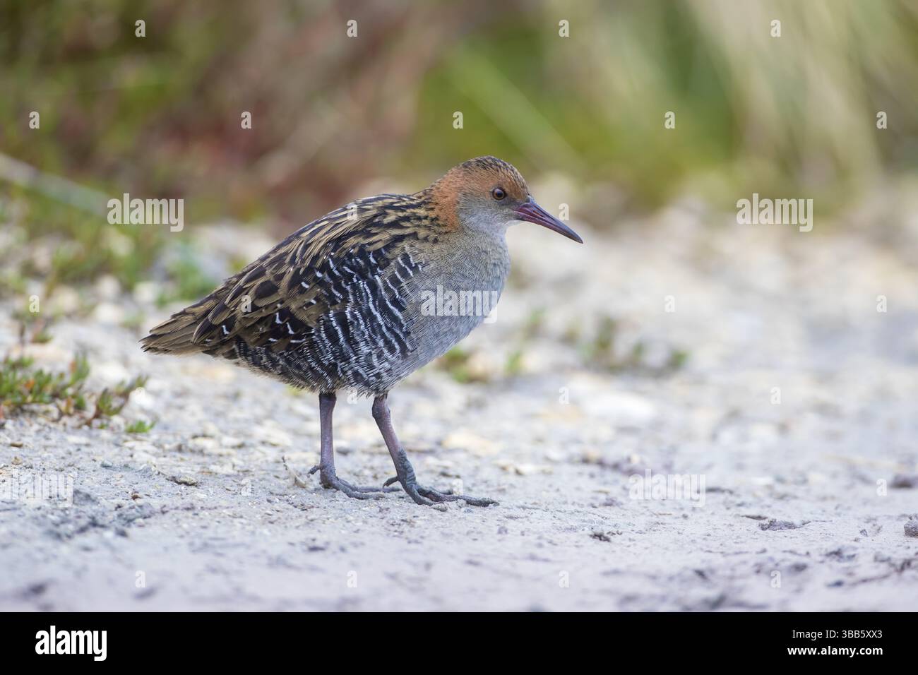 Lewin's Rail (Lewinia pectoralis) male, Victoria, Australia, Oceania ...