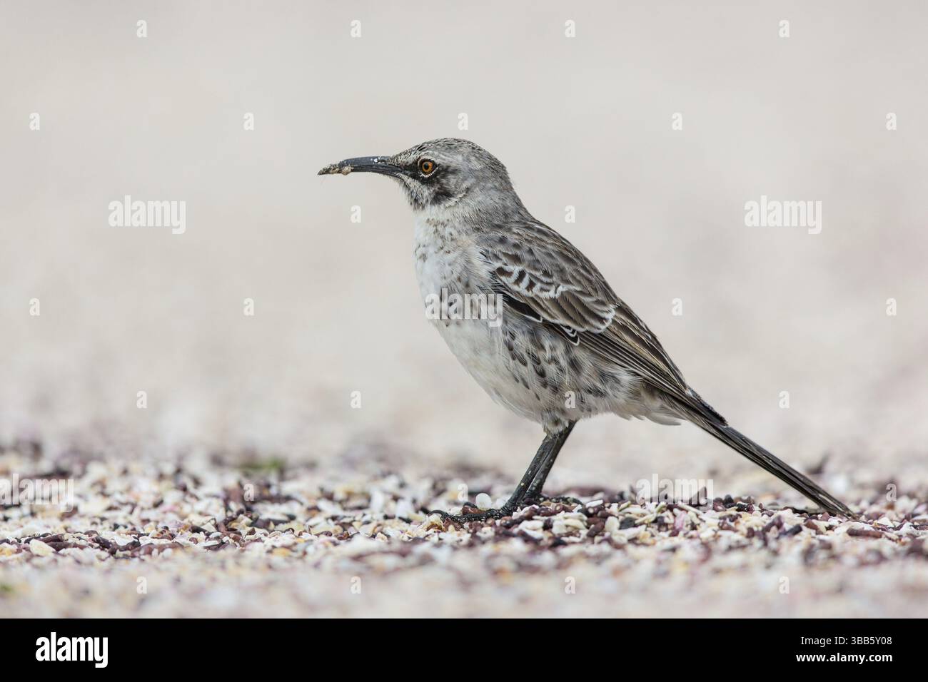 Hood Mockingbird (Mimus macdonaldi), Galapagos, Ecuador, South America ...