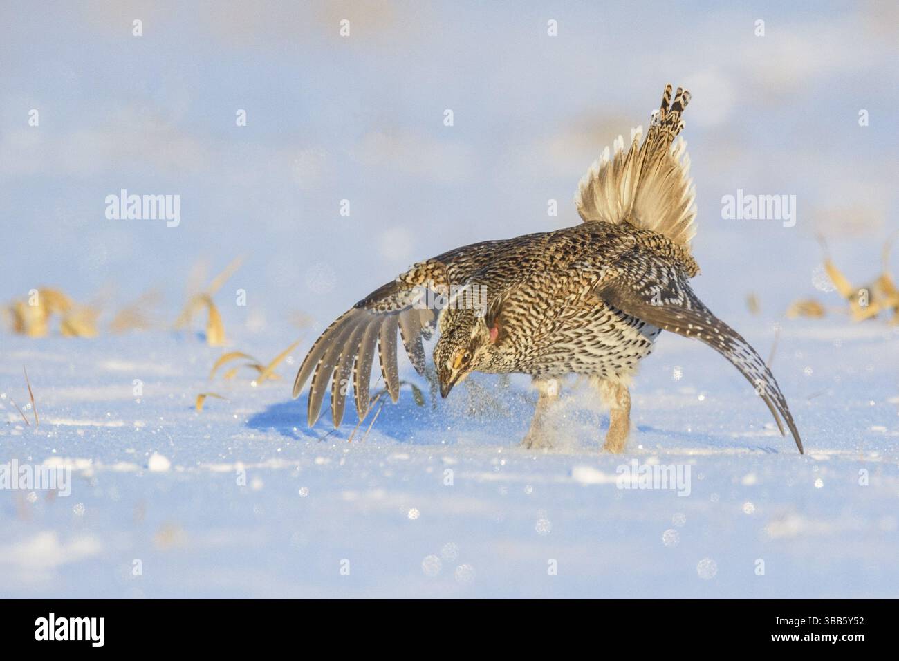Sharp-tailed Grouse (Tympanuchus phasianellus), Minnesota, USA, North ...