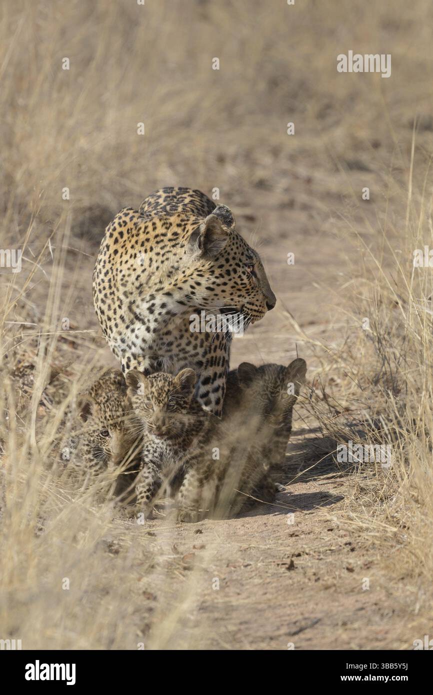 Leopard (Panthera pardus) female with cubs walking along a trail, Sabi ...