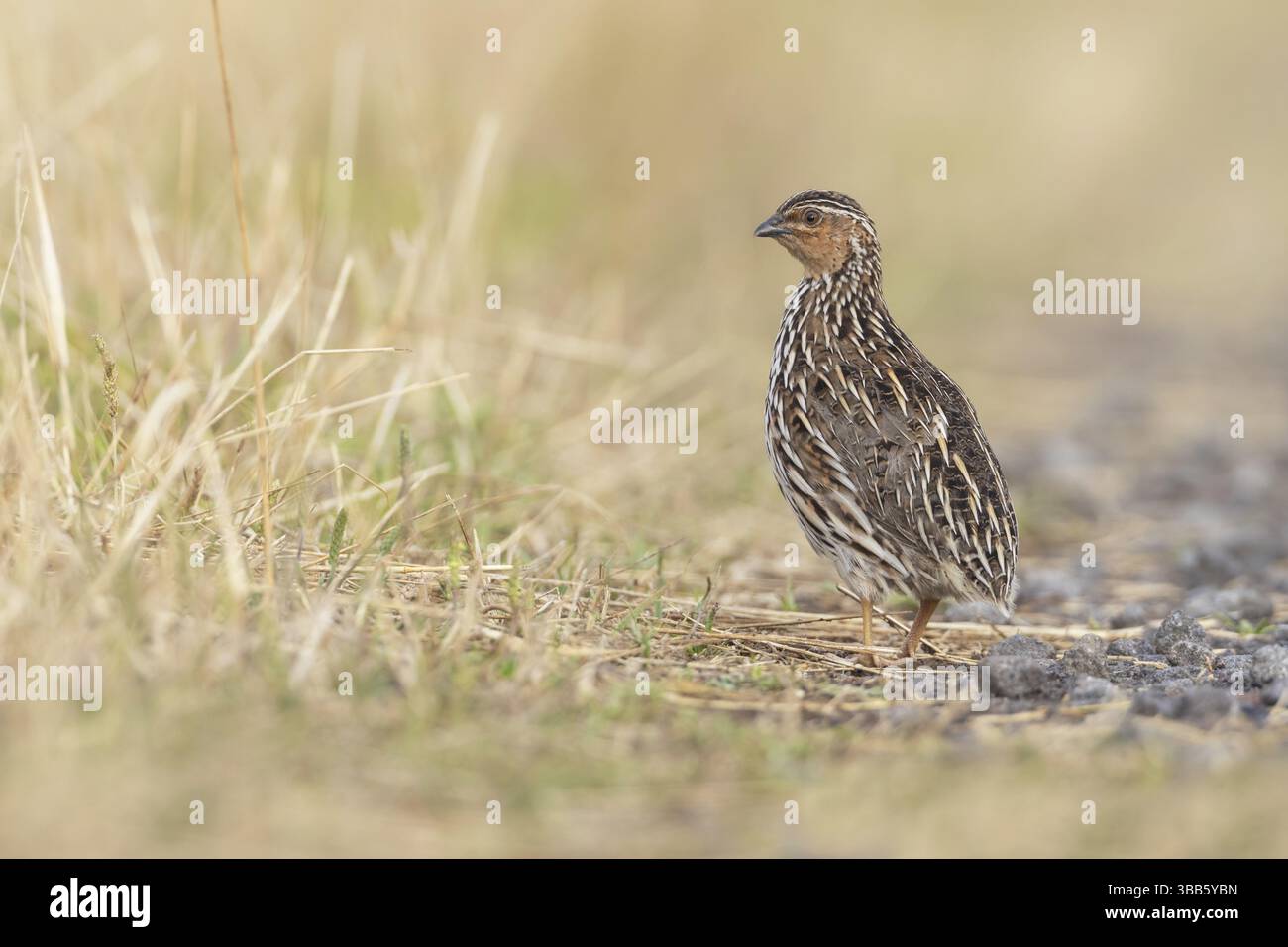 Stubble Quail (Coturnix pectoralis) male, Victoria, Australia, Oceania ...