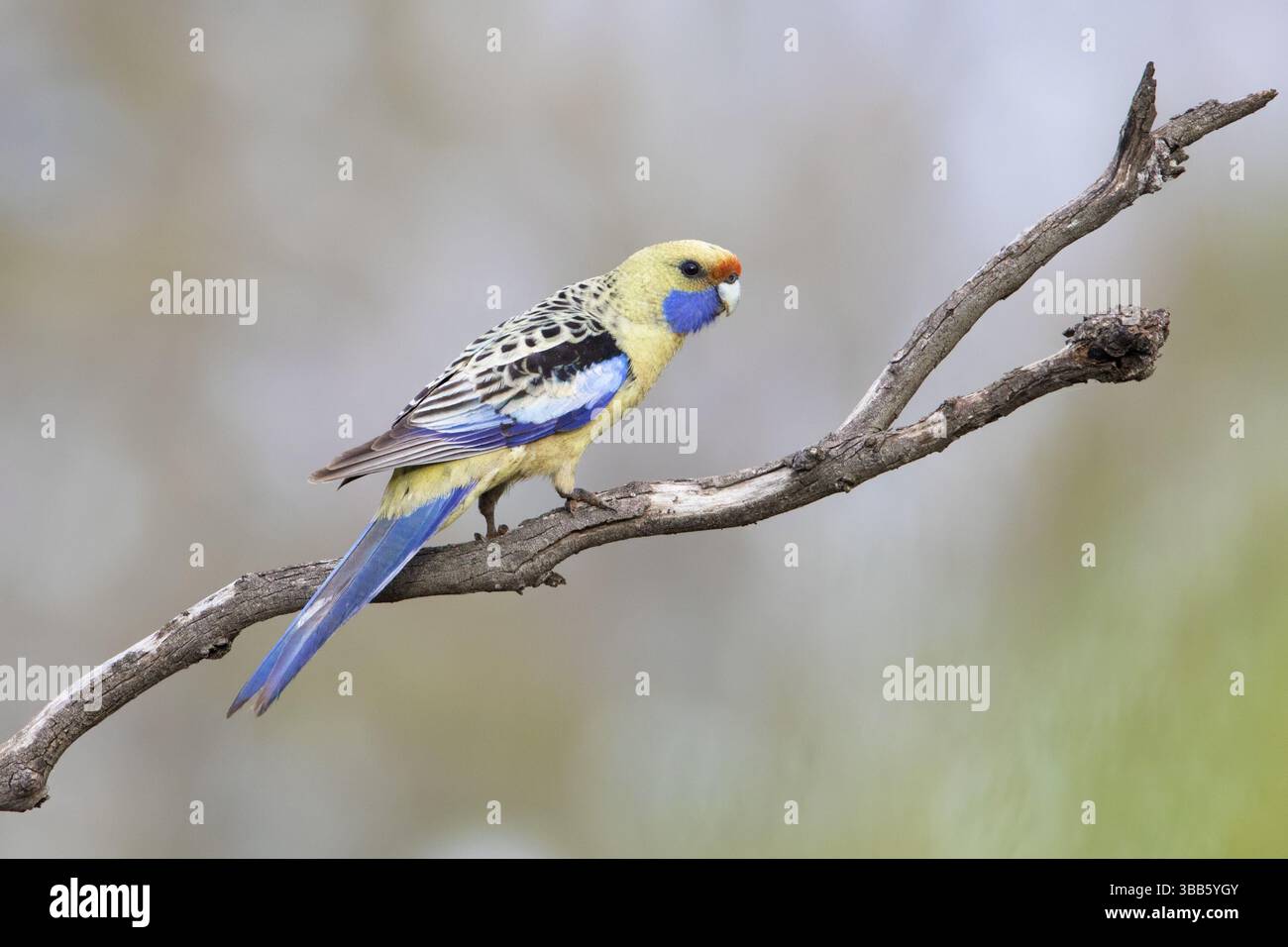 Yellow Rosella (Platycercus elegans flaveolus) male, Victoria, Australia, Oceania Stock Photo ...