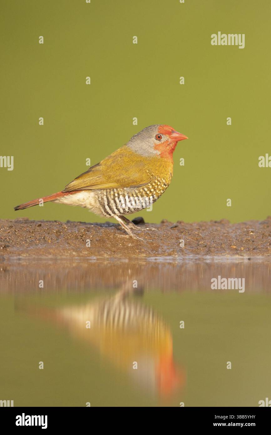 Orange-winged Pytilia (Pytilia afra) male at a waterhole, South Africa ...