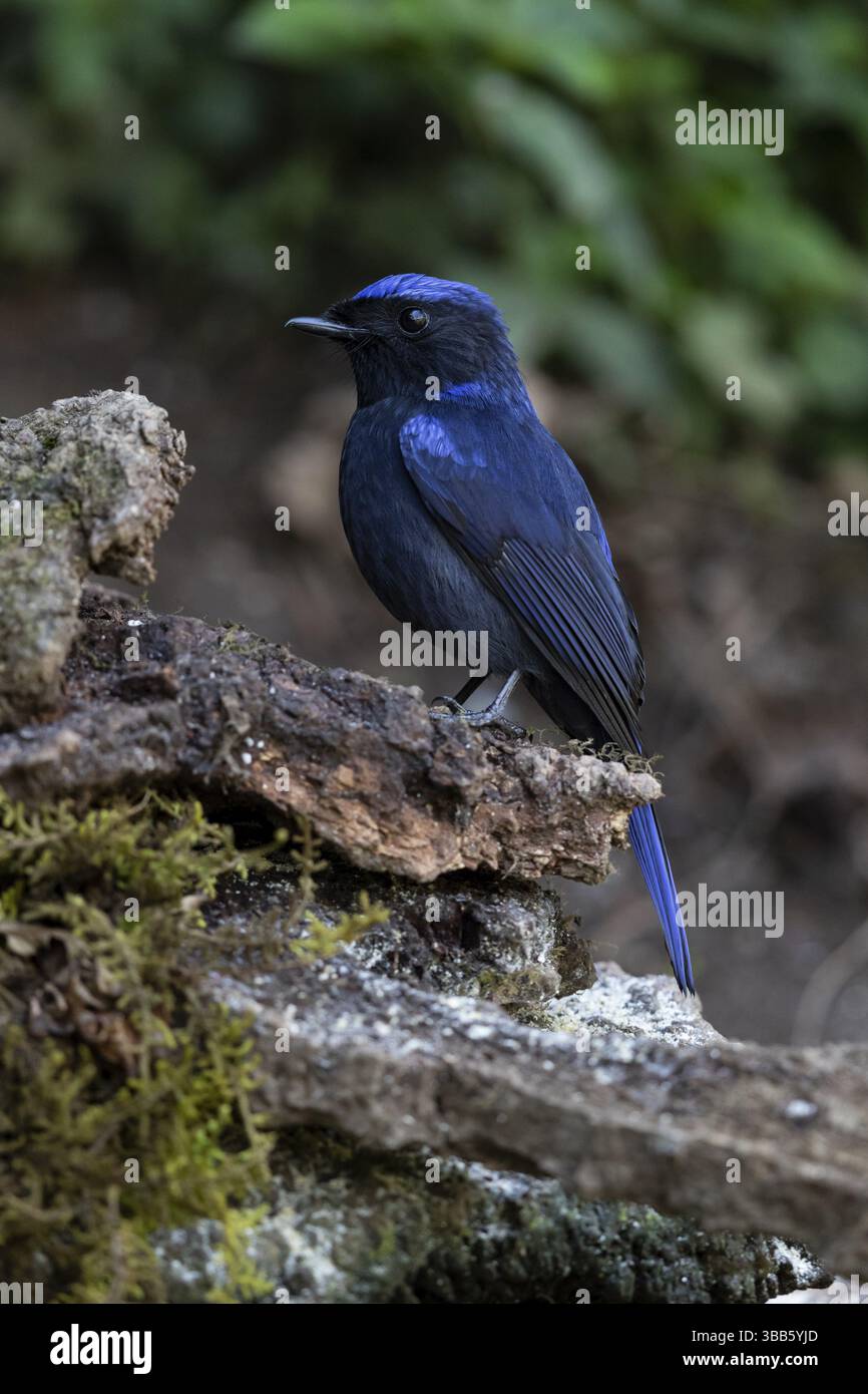 Large Niltava (Niltava grandis grandis) male, Yunnan, China, Asia Stock Photo - Alamy