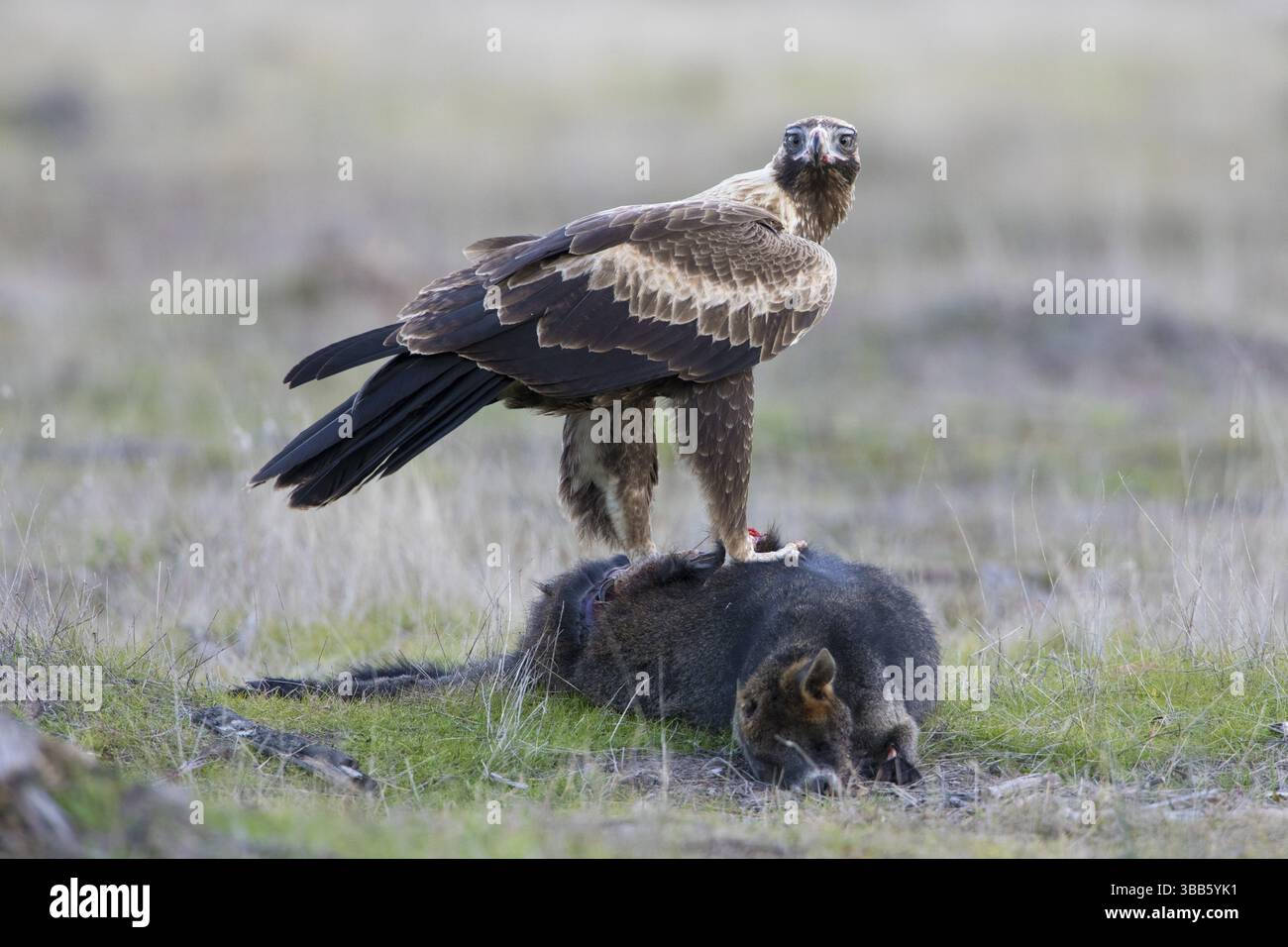 Wedge-tailed Eagle (Aquila audax) juvenile on the carcass of a Swamp ...