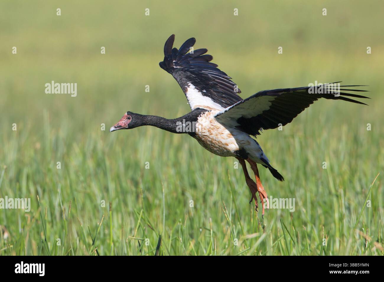 Magpie Goose (Anseranas semipalmata) flying, Queensland, Australia ...