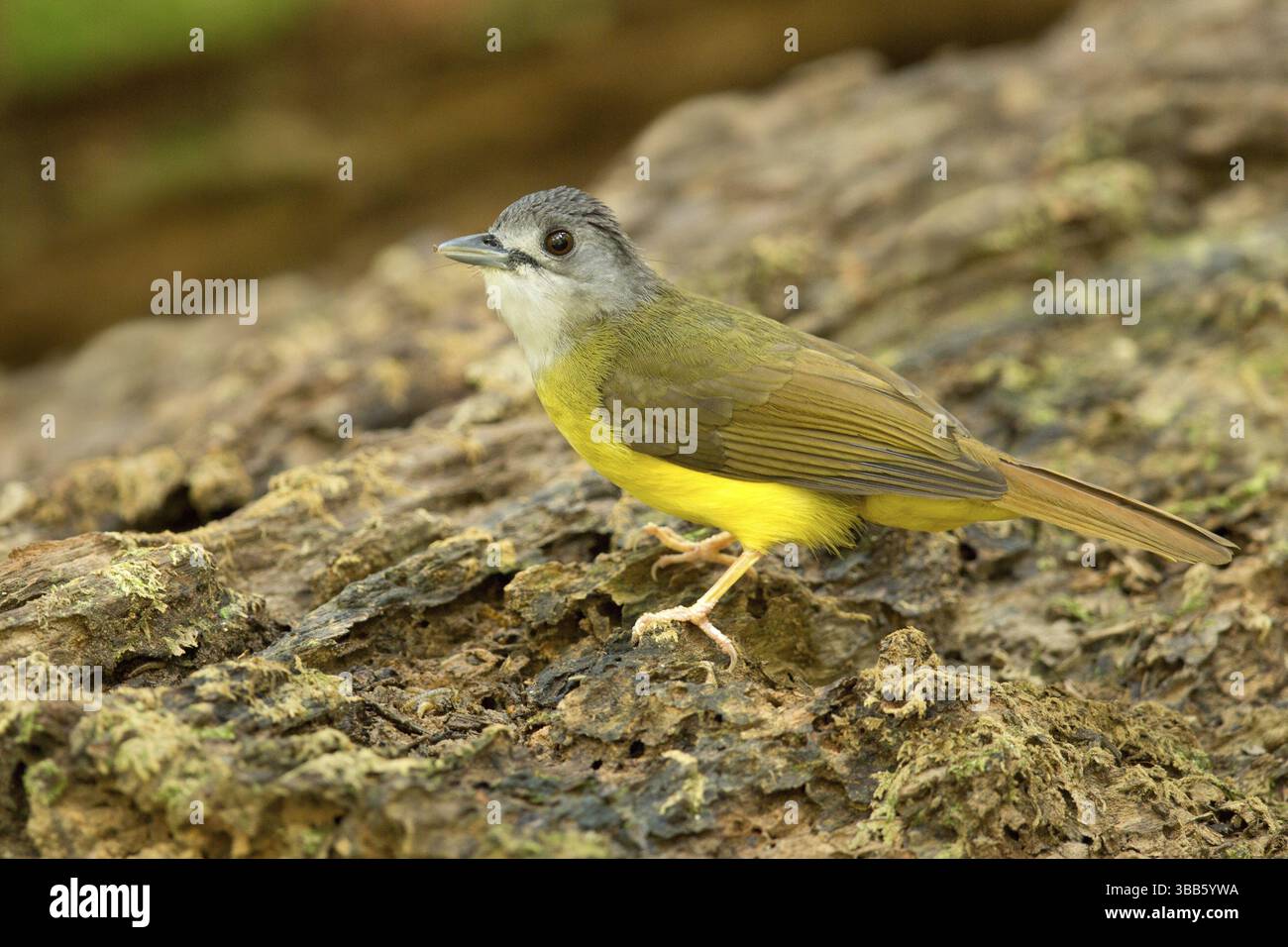 Yellow-bellied Bulbul (Alophoixus phaeocephalus), Pahang, Malaysia ...
