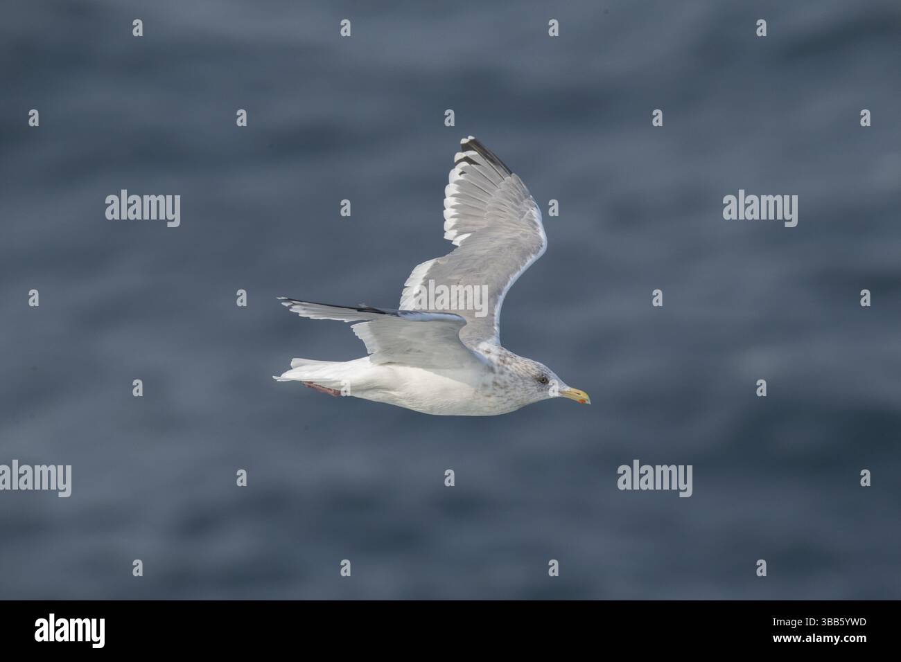 Vega Gull (Larus vegae) flying, South Korea, Asia Stock Photo - Alamy