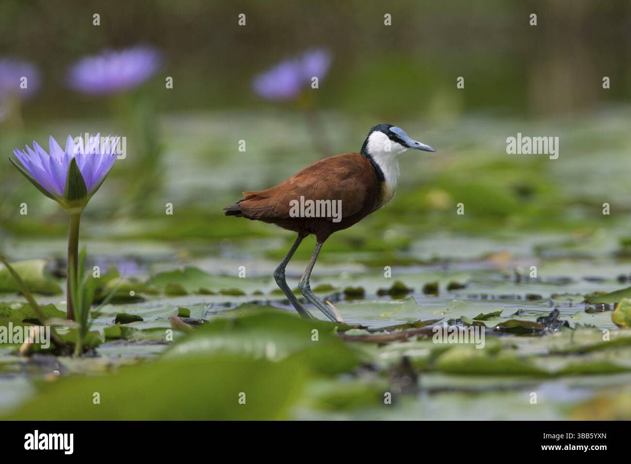 African Jacana (Actophilornis africanus) foraging, Uganda, Africa Stock ...