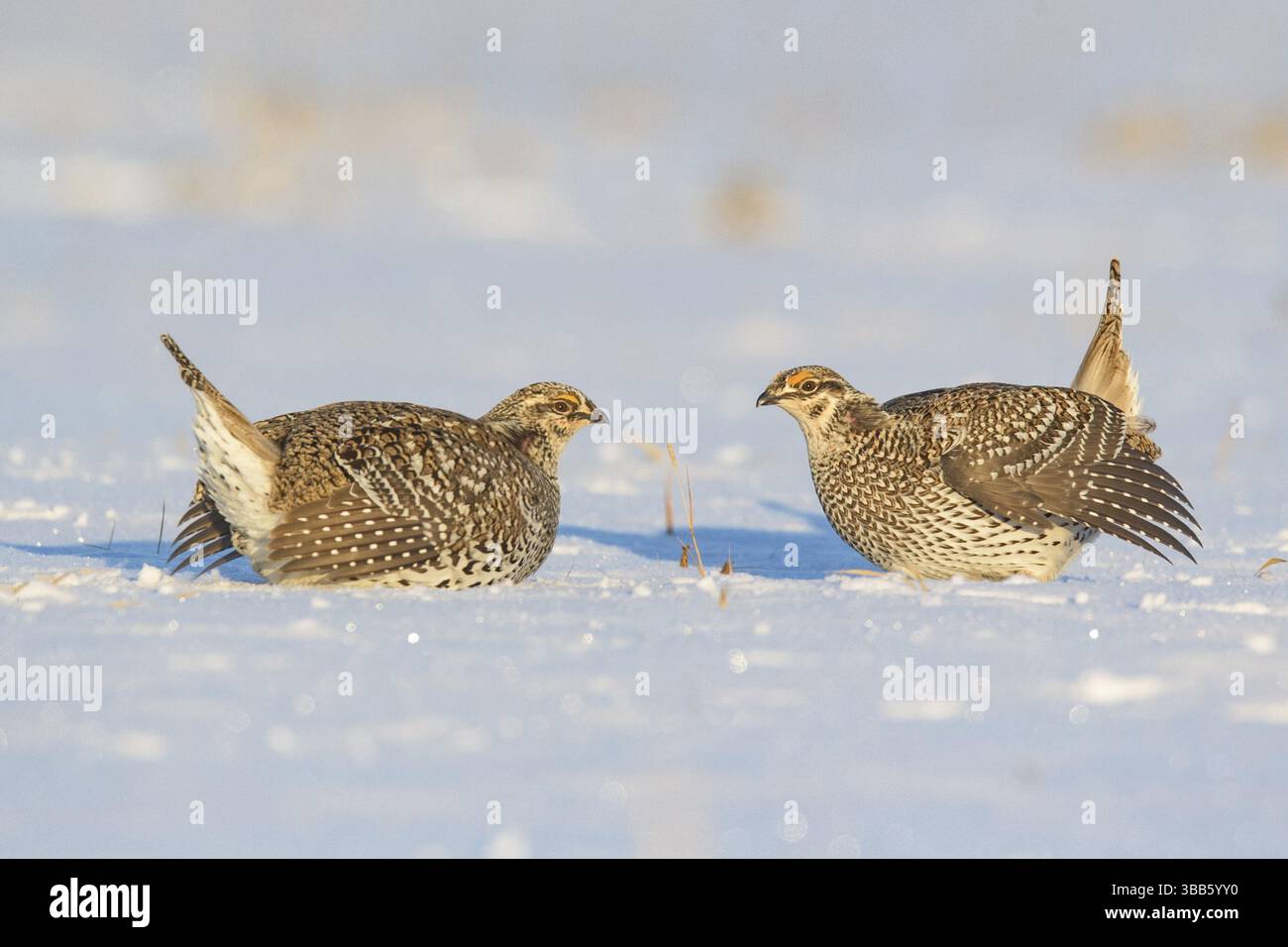Sharp-tailed Grouse (Tympanuchus phasianellus), Minnesota, USA, North ...