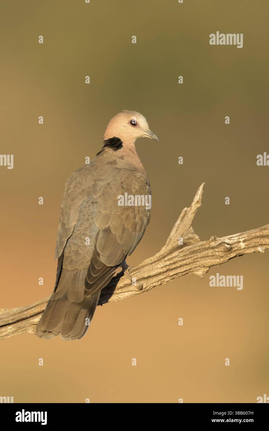 Kaapse tortelduif, Cape Turtle Dove, Streptopelia capicola Stock Photo ...