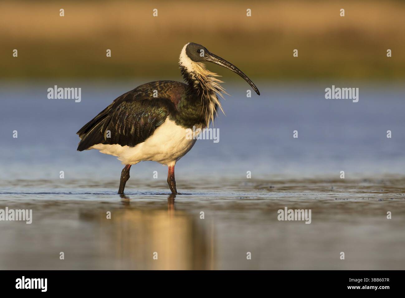 Straw-necked Ibis (Threskiornis spinicollis), Victoria, Australia ...