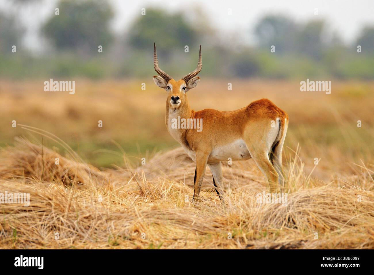 Lechwe, Kobus leche, antelope in the golden grass wetlands with water ...