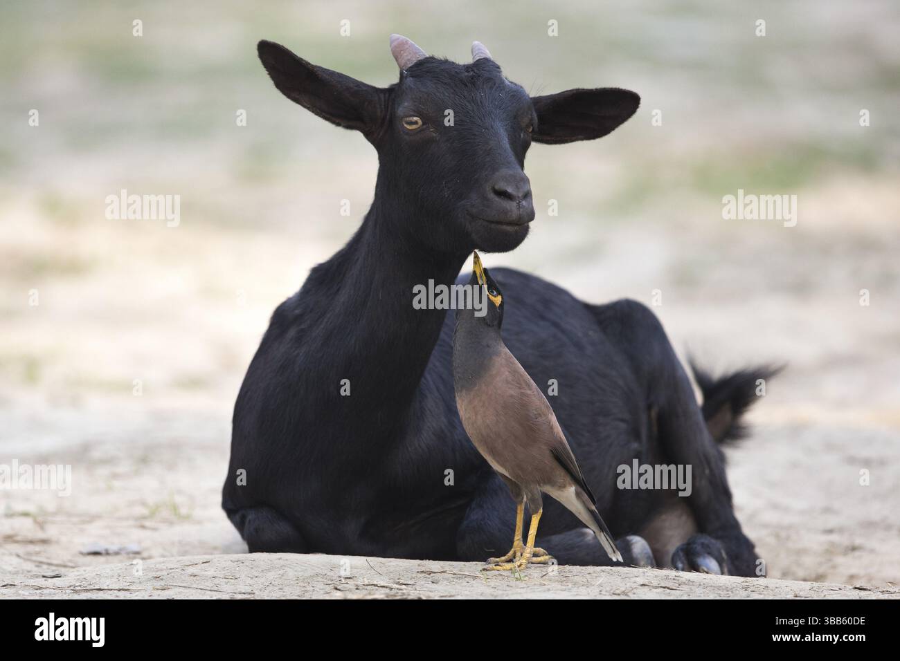 Common Myna (Acridotheres tristis) looking on a Black Bengel goat for ...