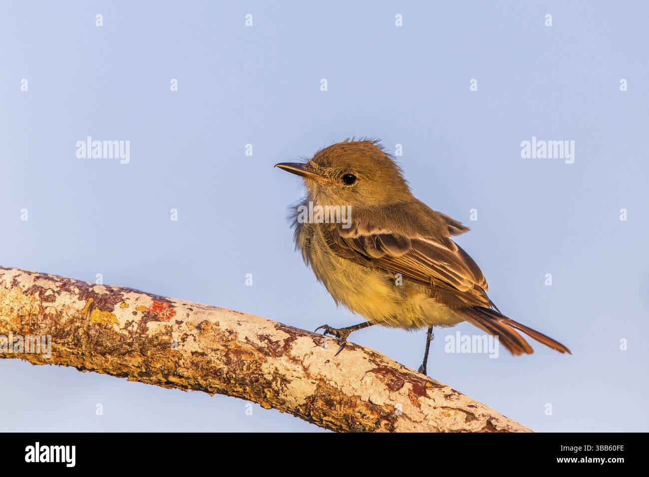 Galapagos Flycatcher (Myiarchus magnirostris), Galapagos, Ecuador ...