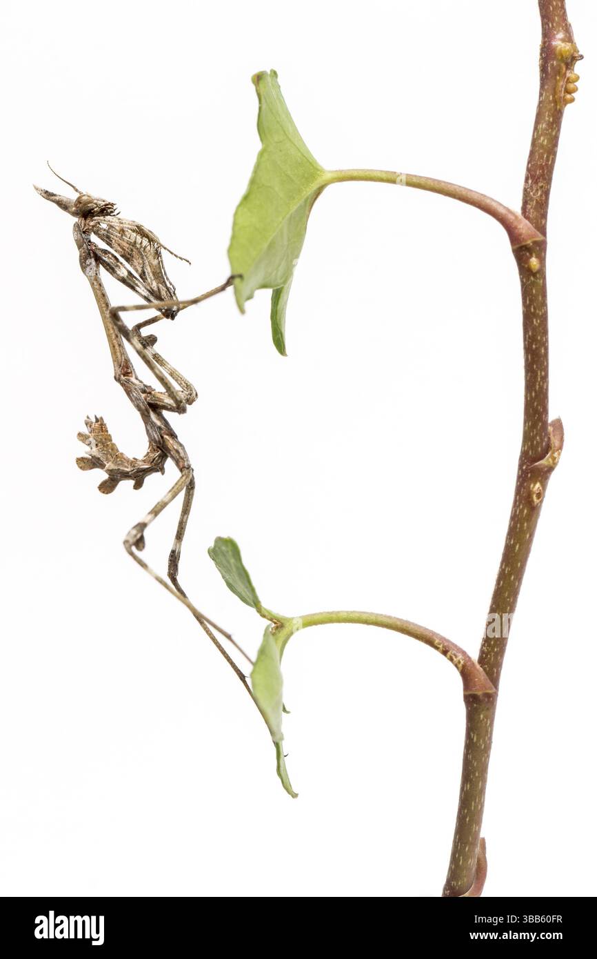 Conehead Mantis (Empusa pennata), nymph over white background, Galicia ...