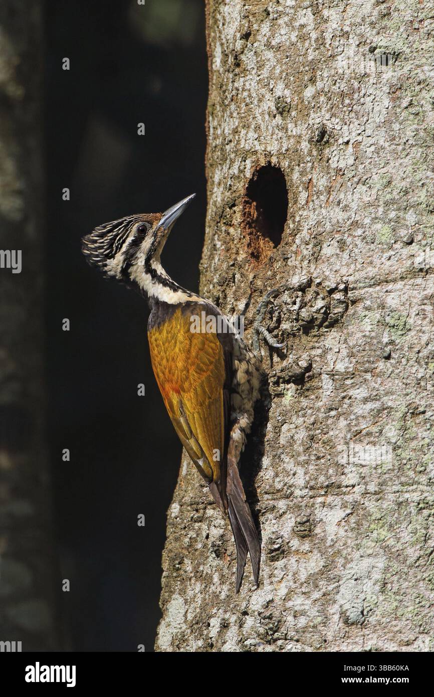 Common Flameback (Dinopium javanense) female at breeding cavity ...