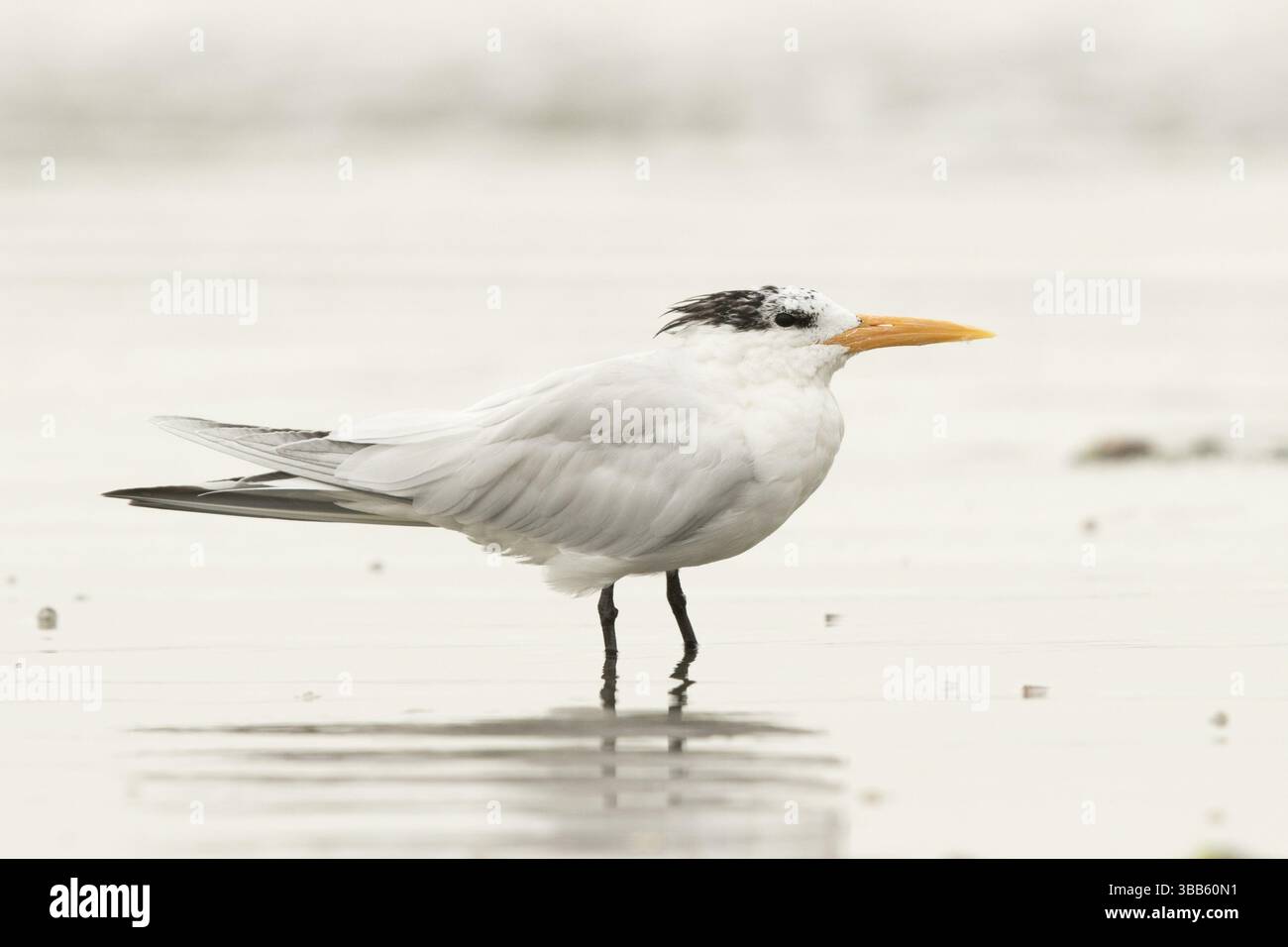 Lesser Crested Tern (Thalasseus bengalensis), Gambia, Africa Stock ...