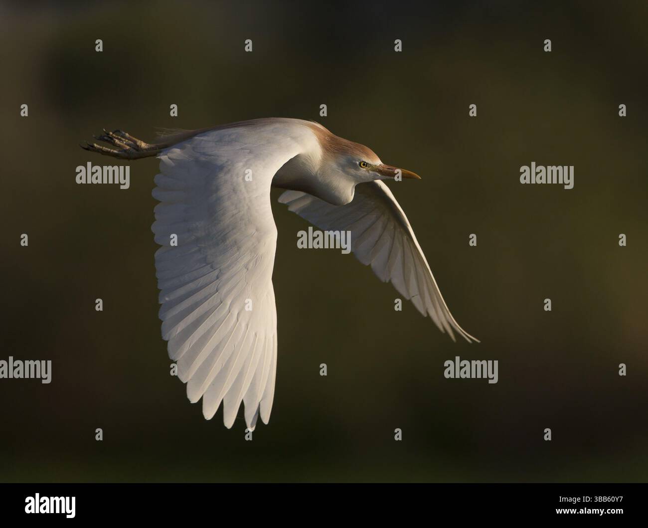 Western Cattle Egret (Bubulcus ibis) female flying, Florida, USA, North ...