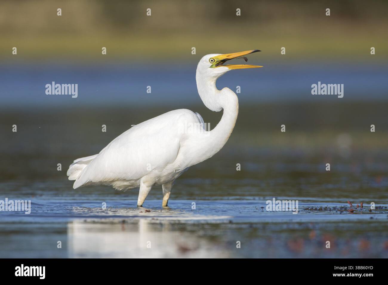 Great Egret (Ardea alba modesta) eating a small fish, Victoria ...