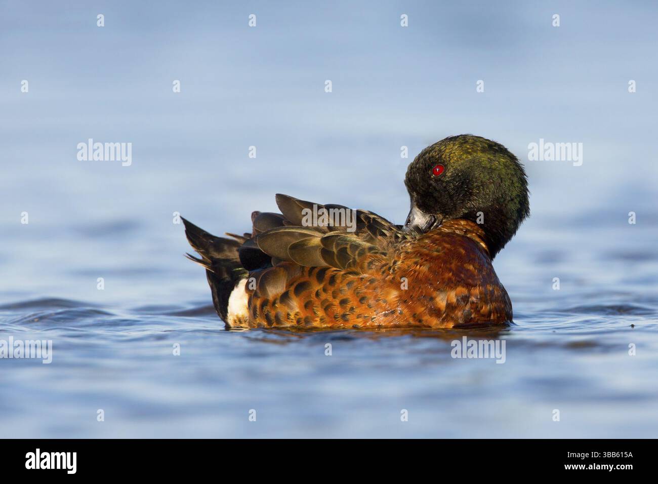 Chestnut Teal (Anas castanea) male preening, Victoria, Australia ...