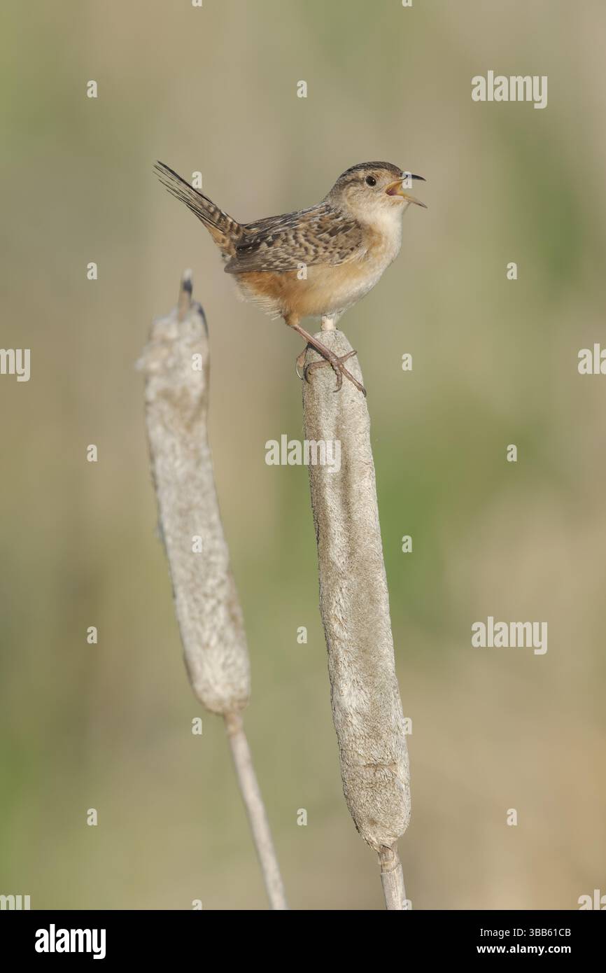 Sedge Wren (Cistothorus platensis) singing, Minnesota, USA, North ...