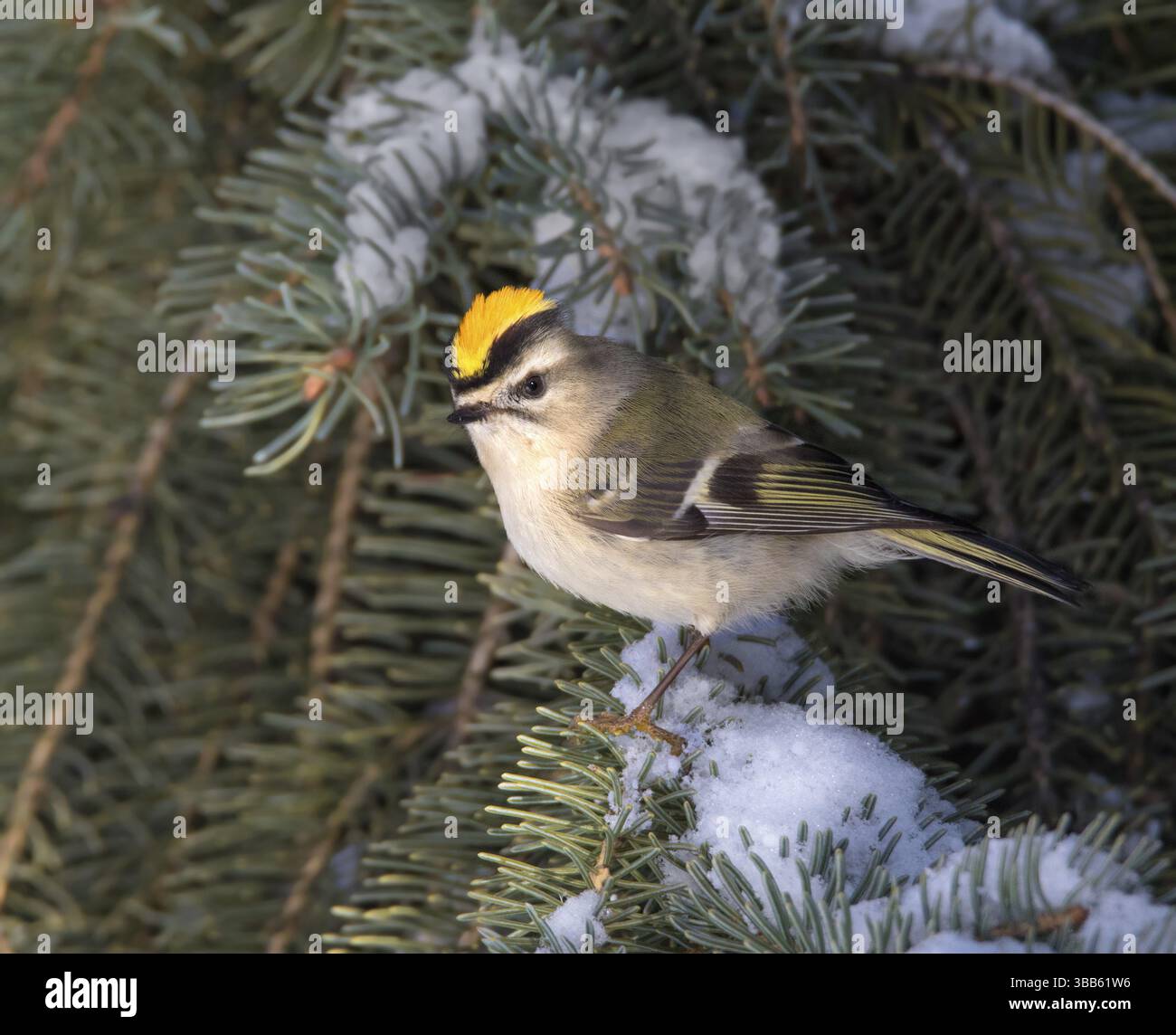 Golden-crowned Kinglet (Regulus satrapa) male, Saskatchewan, Canada ...