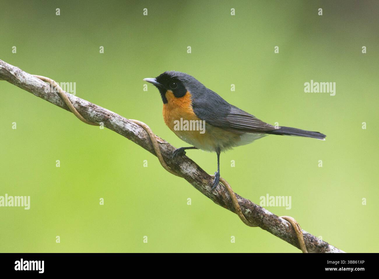 Spectacled Monarch (Symposiachrus trivirgatus), Queensland, Australia ...