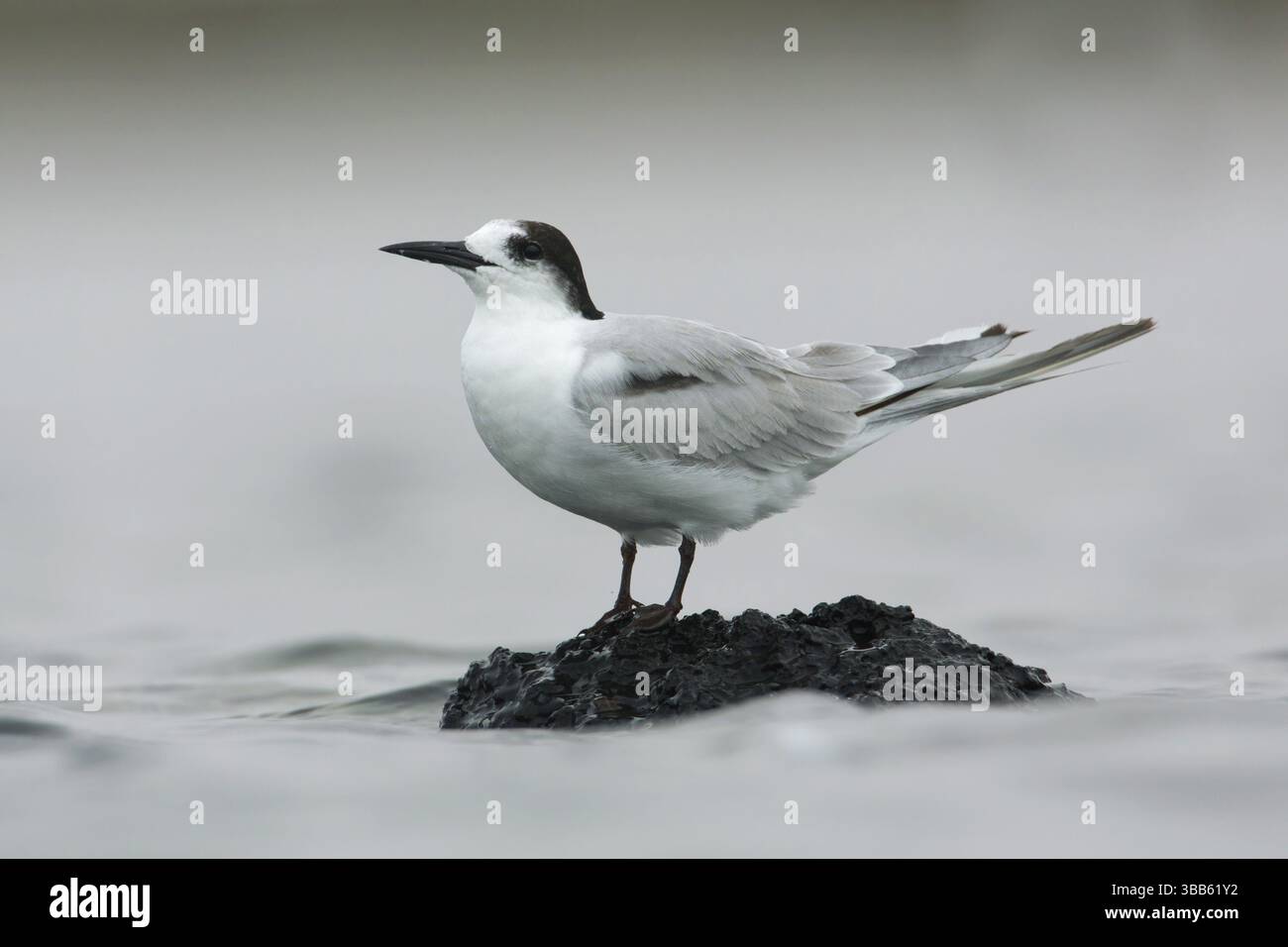 Common Tern-longipennis (Sterna hirundo longipennis), Victoria ...