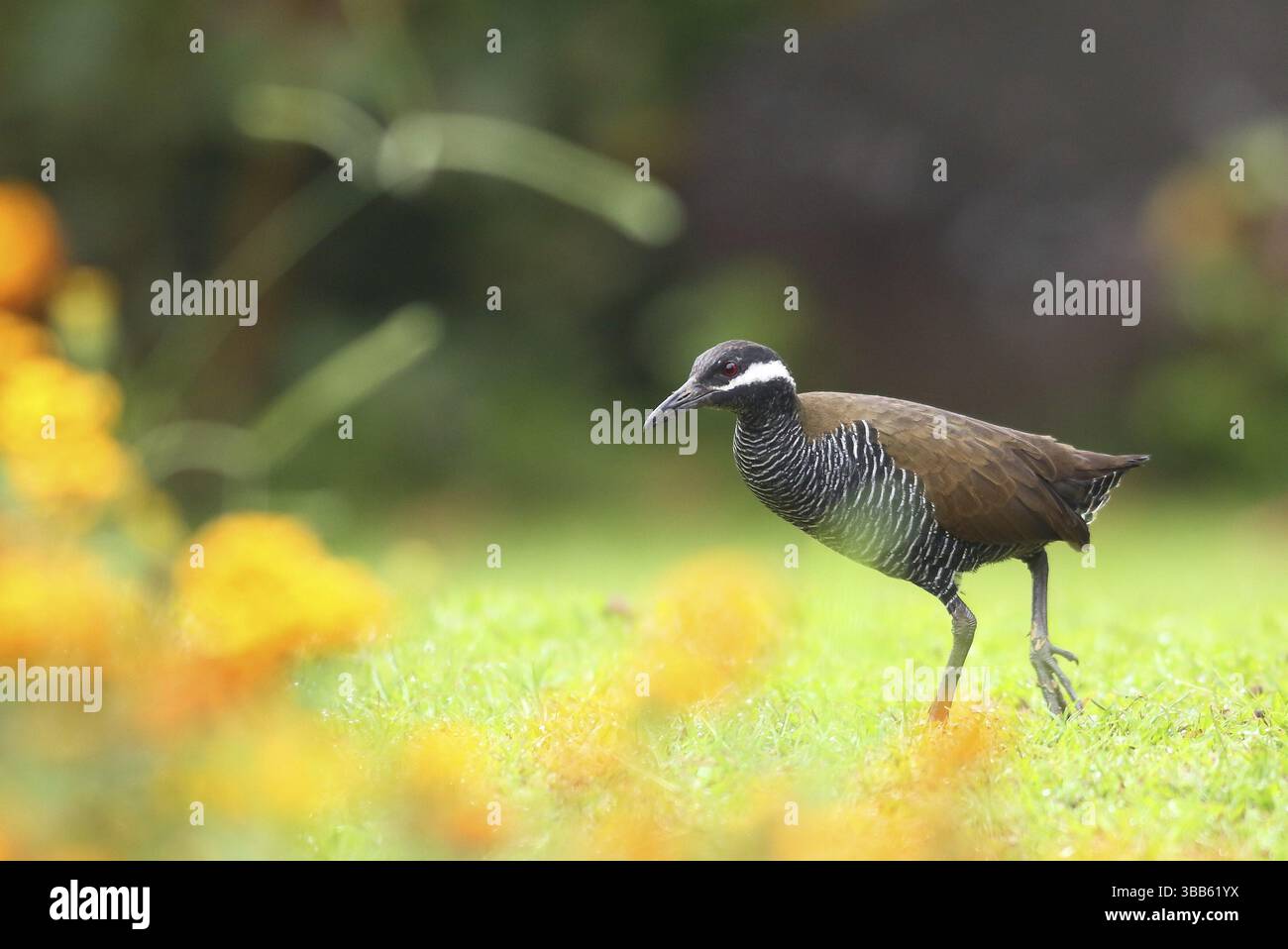 Barred Rail (Gallirallus torquatus), Sulawesi, Indonesia, Asia Stock ...