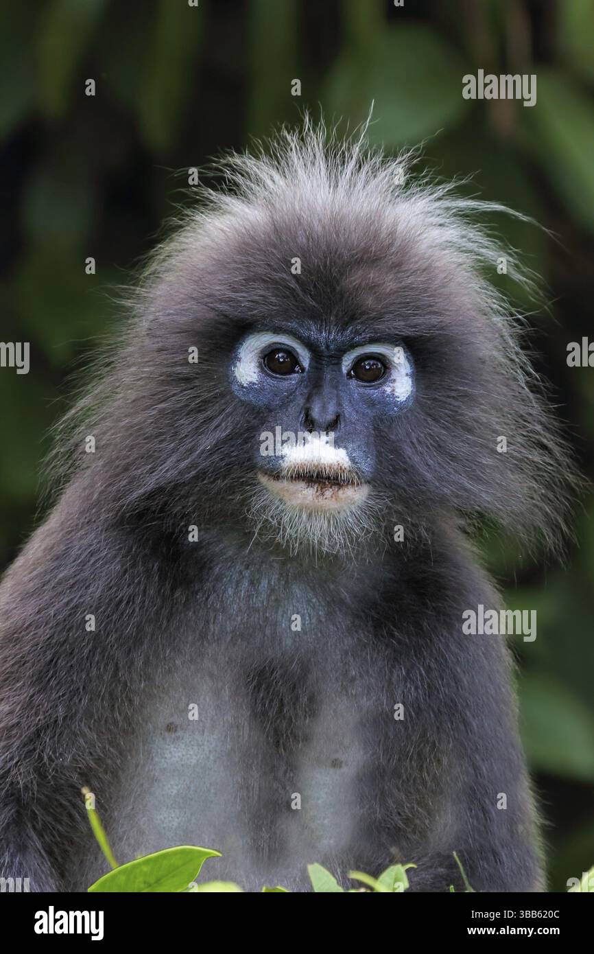 Dusky Leaf Monkey (Trachypithecus obscurus) male, Malaysia, Asia Stock ...